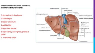 Practical Anatomy test for medical students.pdf