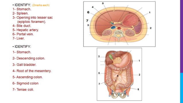 Practical Anatomy test for medical students.pdf