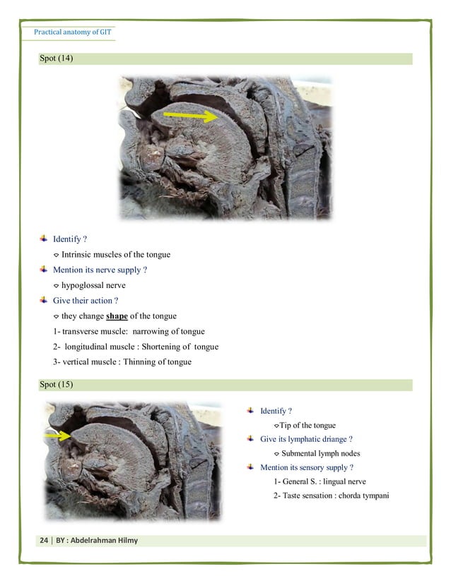 Practical anatomy of the git | PDF