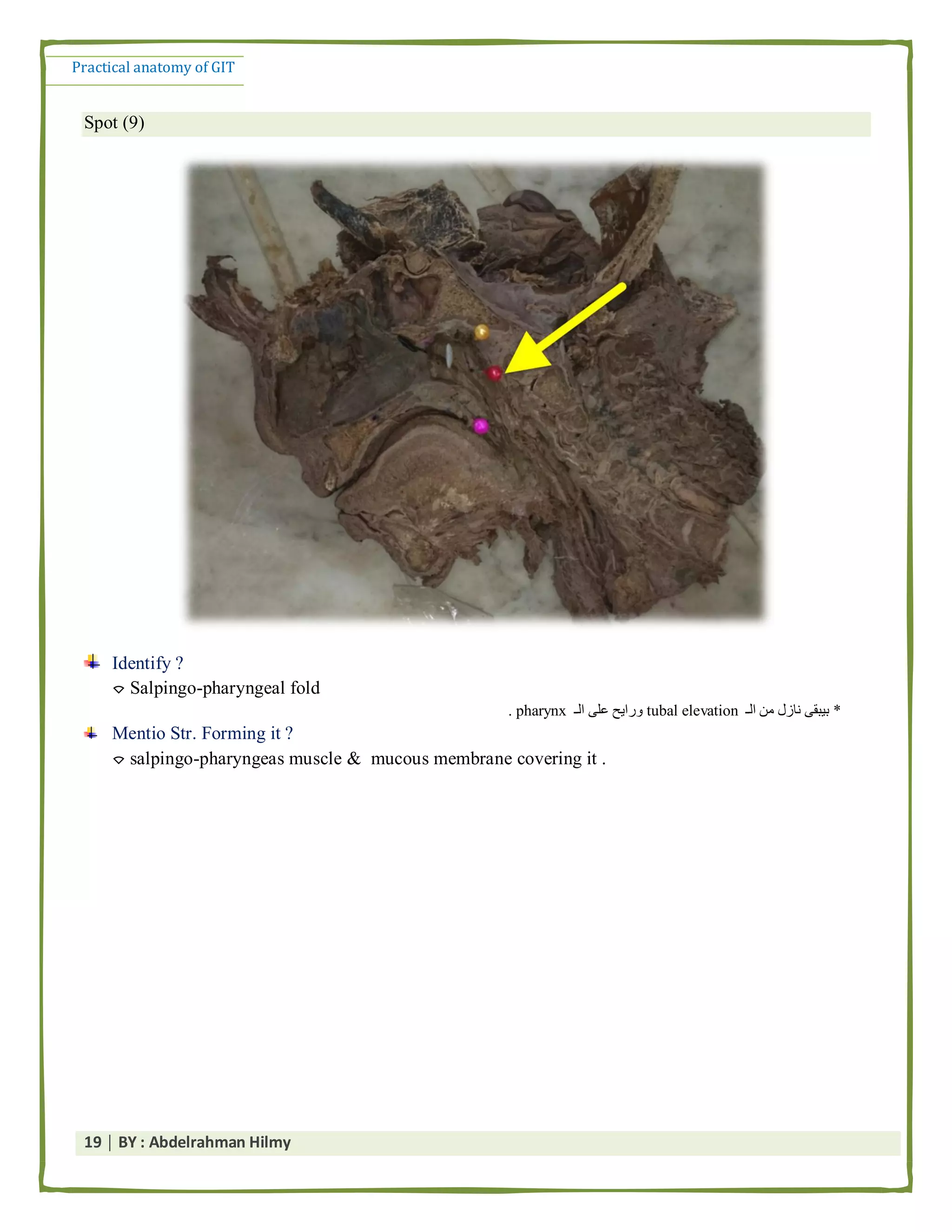 Practical anatomy of the git by abd el rahman helmy | PDF