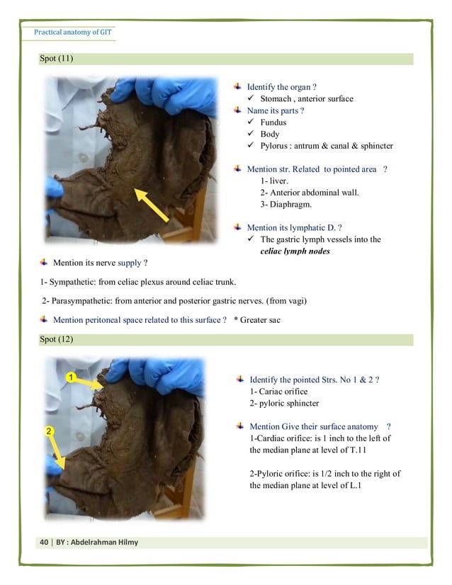 Practical anatomy of the git by abd el rahman helmy | PDF