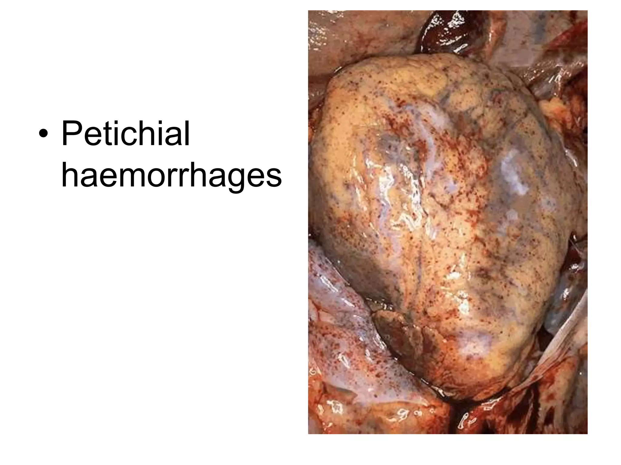 PRACTICAL CVS 2022.ppt