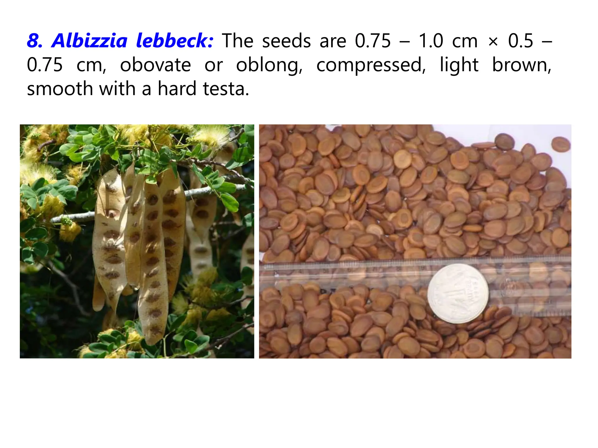 identification of seeds of important tree sps.pptx4.pptx