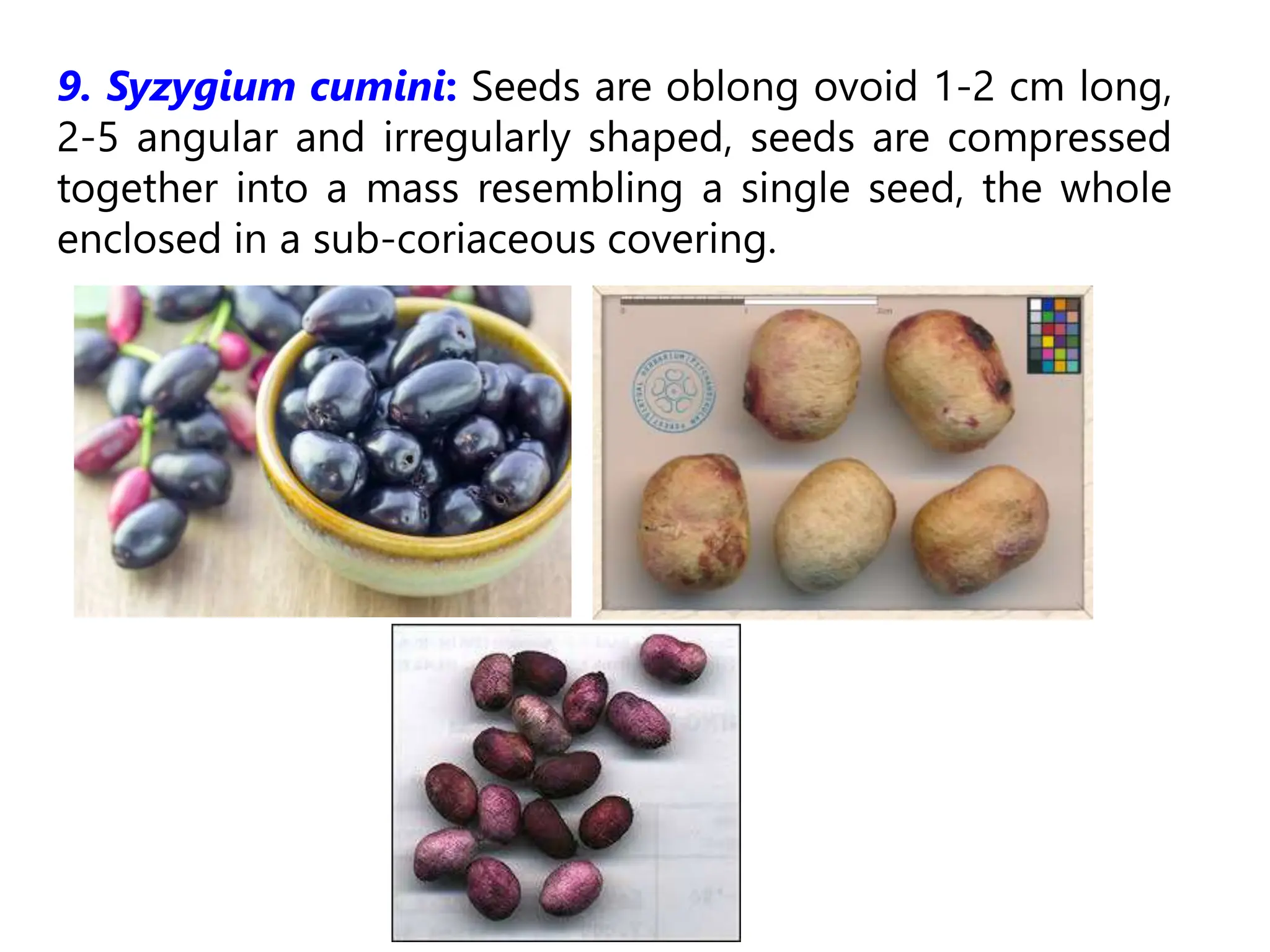 identification of seeds of important tree sps.pptx4.pptx