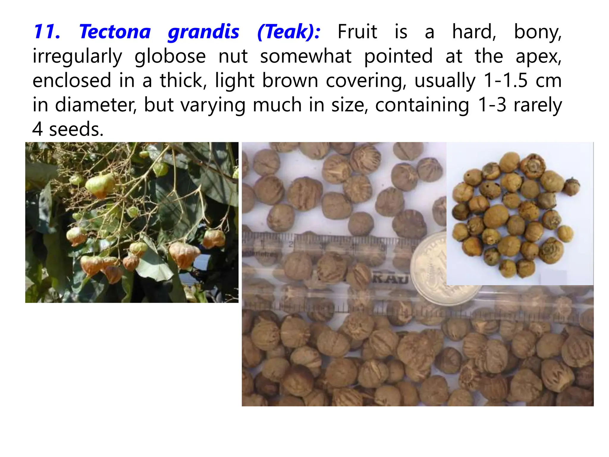 identification of seeds of important tree sps.pptx4.pptx