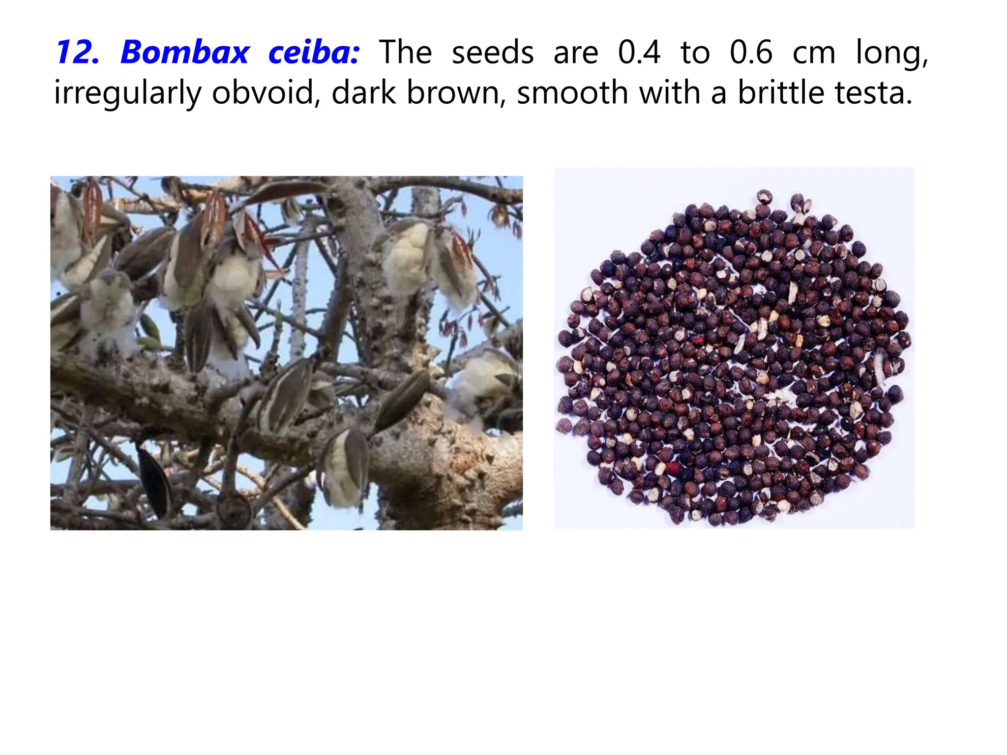 identification of seeds of important tree sps.pptx4.pptx