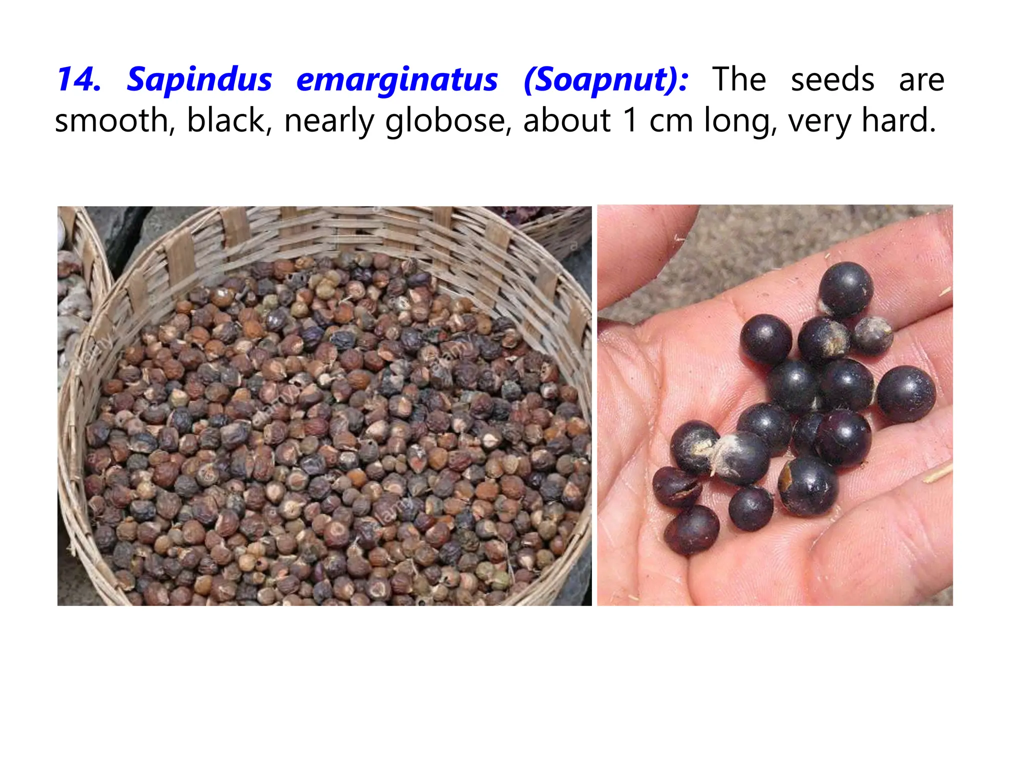 identification of seeds of important tree sps.pptx4.pptx