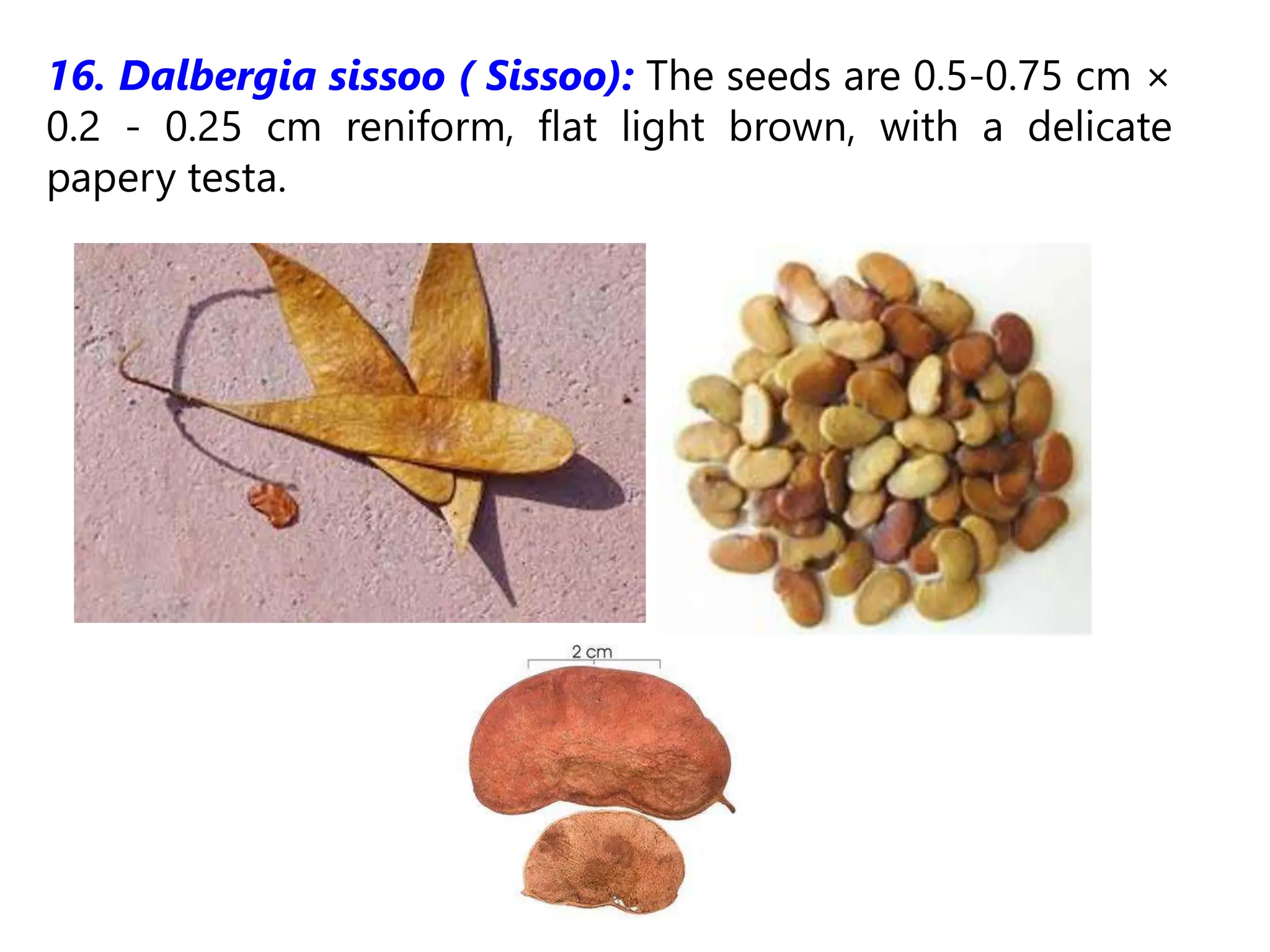 identification of seeds of important tree sps.pptx4.pptx