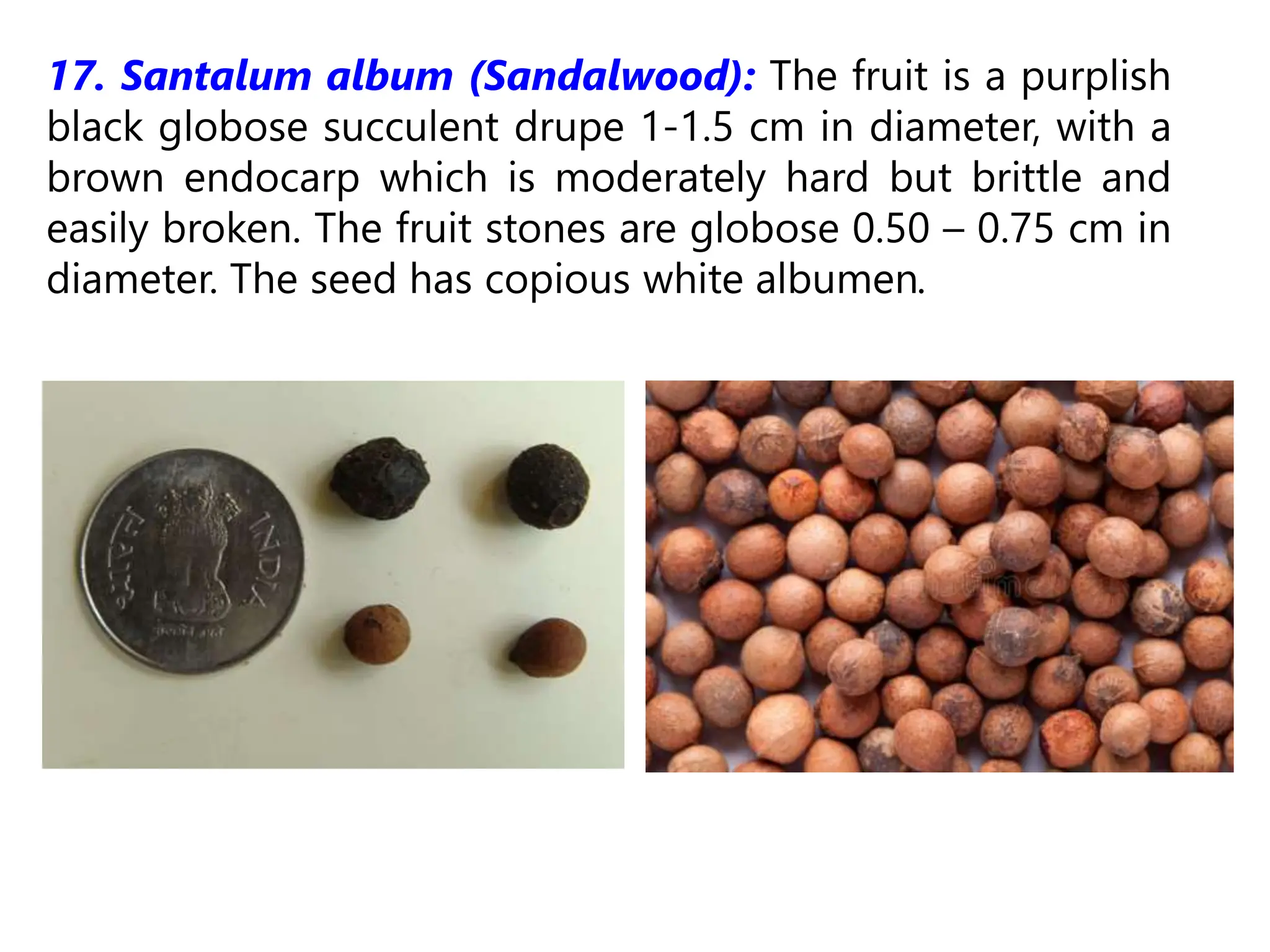 identification of seeds of important tree sps.pptx4.pptx