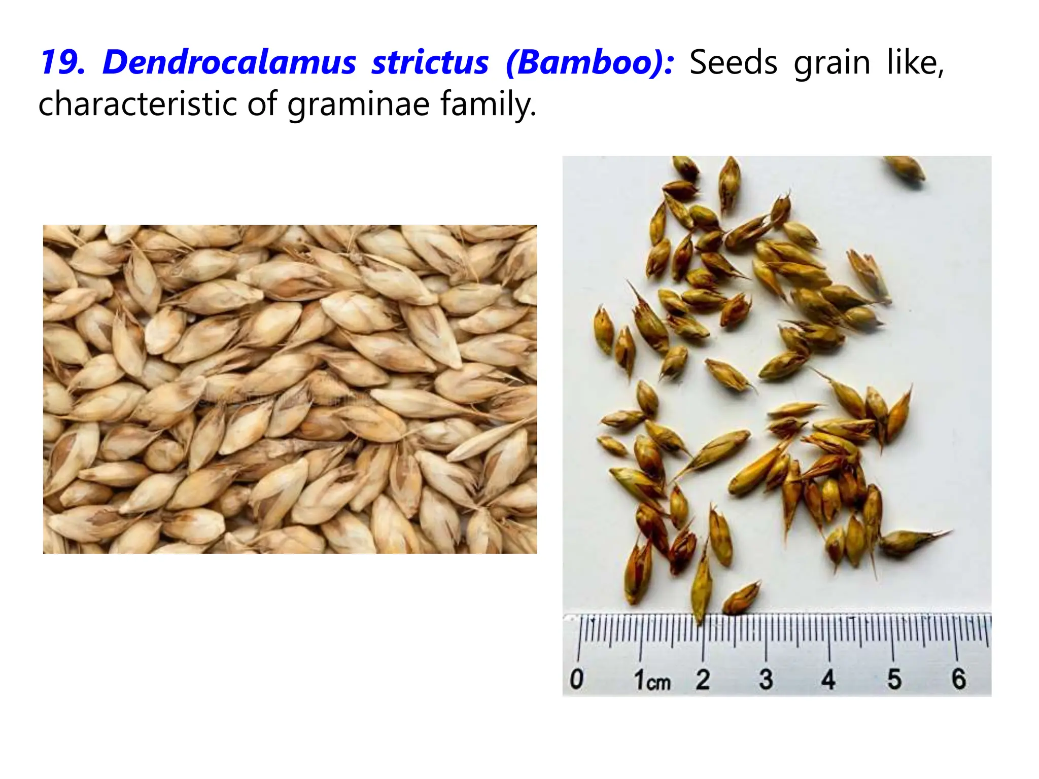 identification of seeds of important tree sps.pptx4.pptx