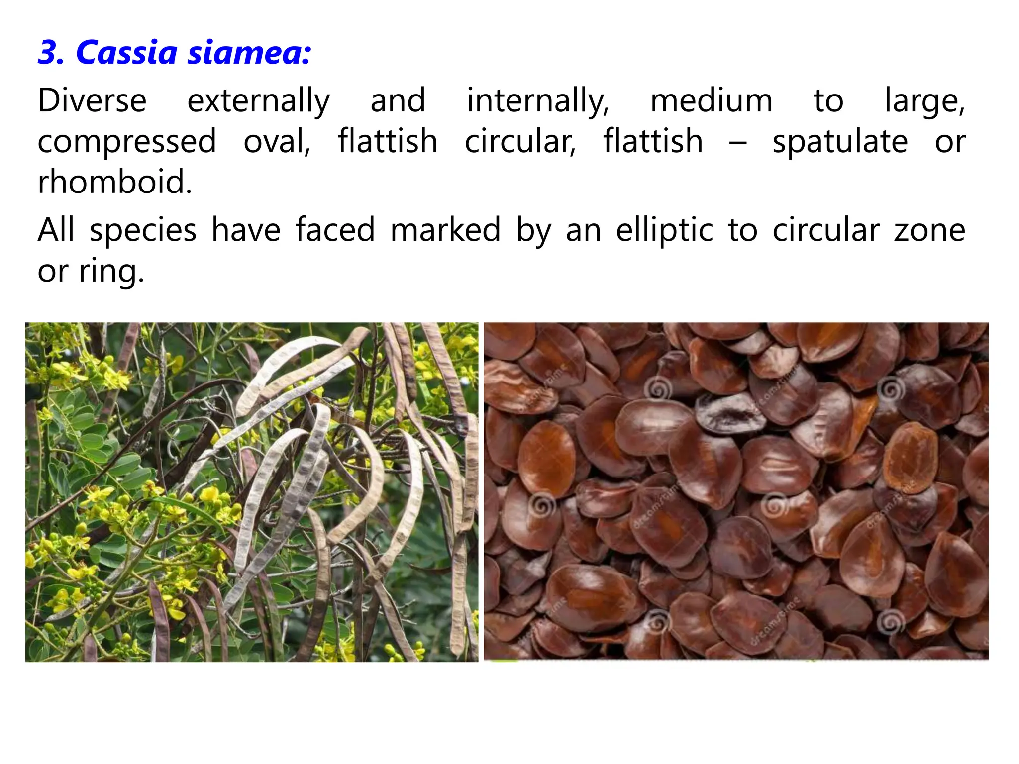 identification of seeds of important tree sps.pptx4.pptx