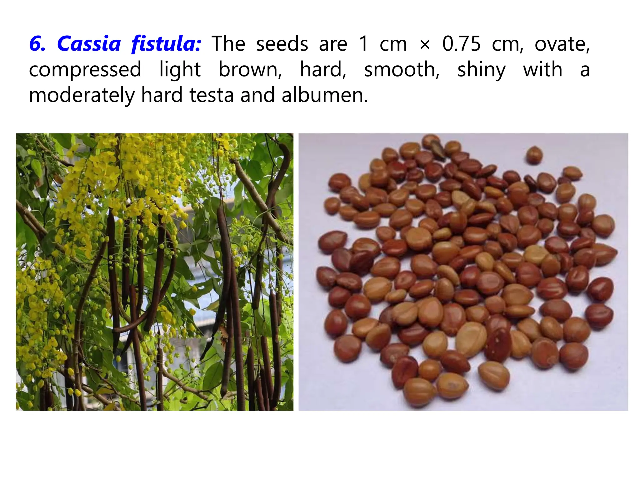 identification of seeds of important tree sps.pptx4.pptx