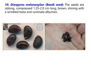 identification of seeds of important tree sps.pptx4.pptx