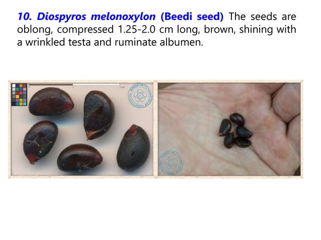 identification of seeds of important tree sps.pptx4.pptx | Gardening ...