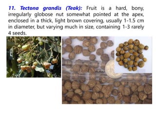 identification of seeds of important tree sps.pptx4.pptx