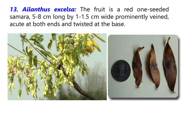 identification of seeds of important tree sps.pptx4.pptx | Gardening ...
