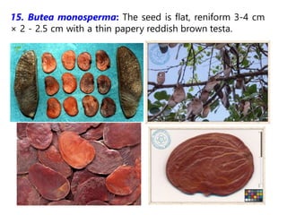 identification of seeds of important tree sps.pptx4.pptx