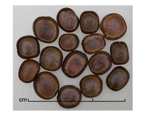 identification of seeds of important tree sps.pptx4.pptx