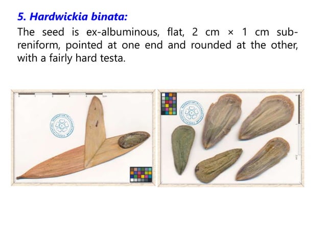 identification of seeds of important tree sps.pptx4.pptx | Gardening ...
