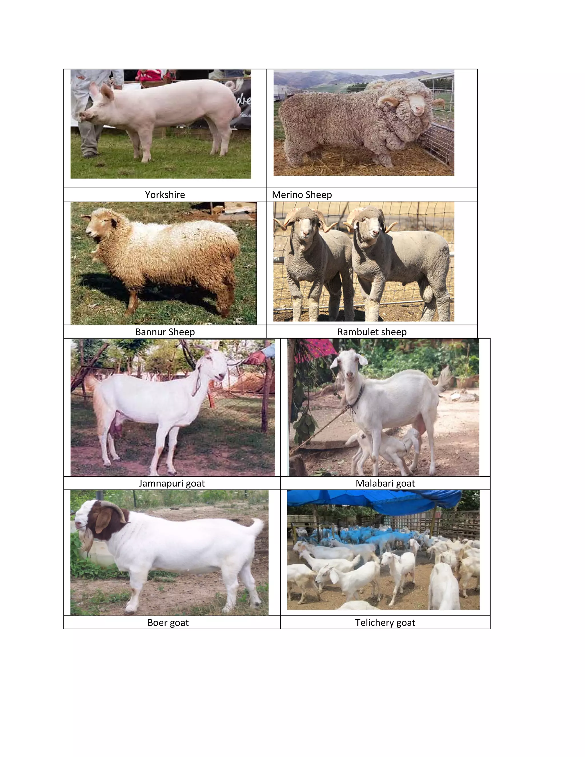 Agriculture practical exam For B,Sc farm sciences SPECIMANS | PDF