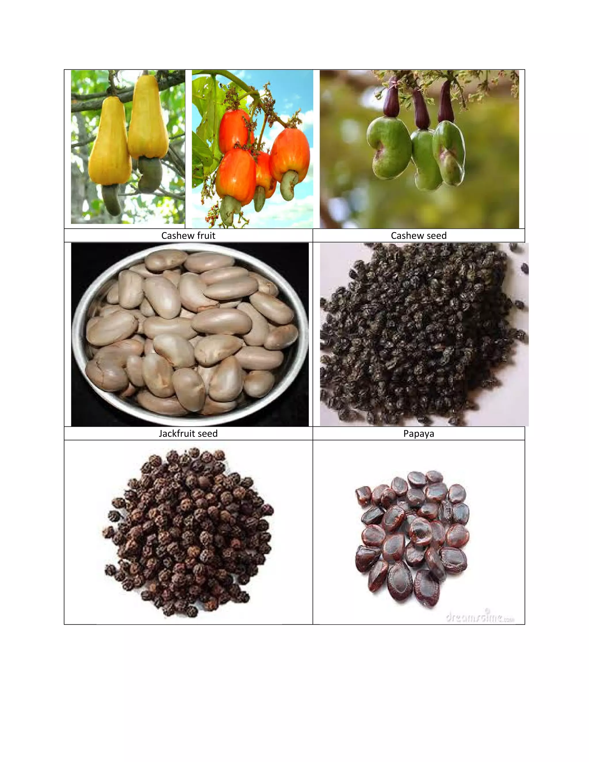 Agriculture practical exam For B,Sc farm sciences SPECIMANS | PDF