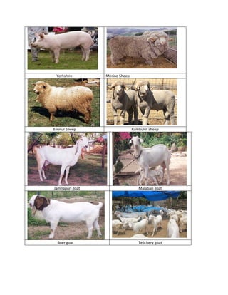 Agriculture practical exam For B,Sc farm sciences SPECIMANS | PDF