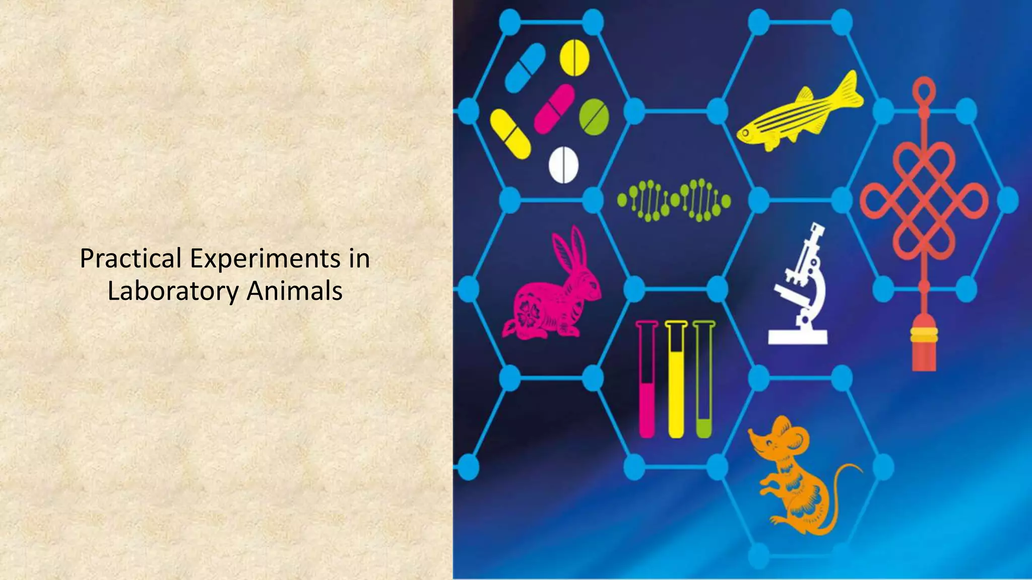 Practical experiments in lab. animals | PPTX