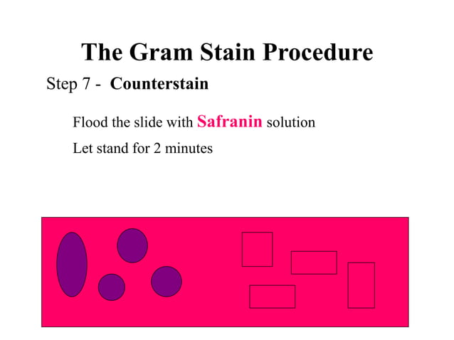 practical_gram_staining.ppt | Chemistry | Science