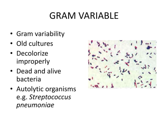 practical_gram_staining.ppt | Chemistry | Science