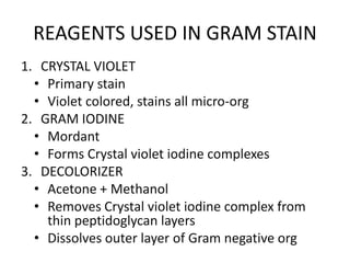 practical_gram_staining.ppt | Chemistry | Science