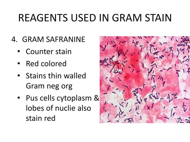 practical_gram_staining.ppt | Chemistry | Science