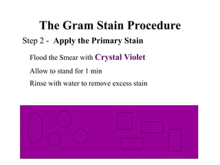 practical_gram_staining.ppt