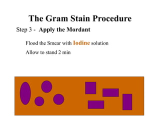 practical_gram_staining.ppt | Chemistry | Science