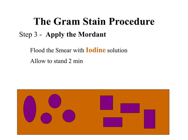 Practical Gram Staining Ppt