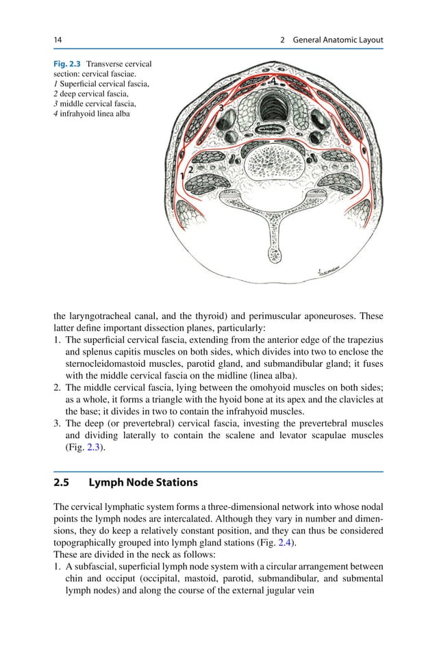 Practical guide to neck dissection | PDF