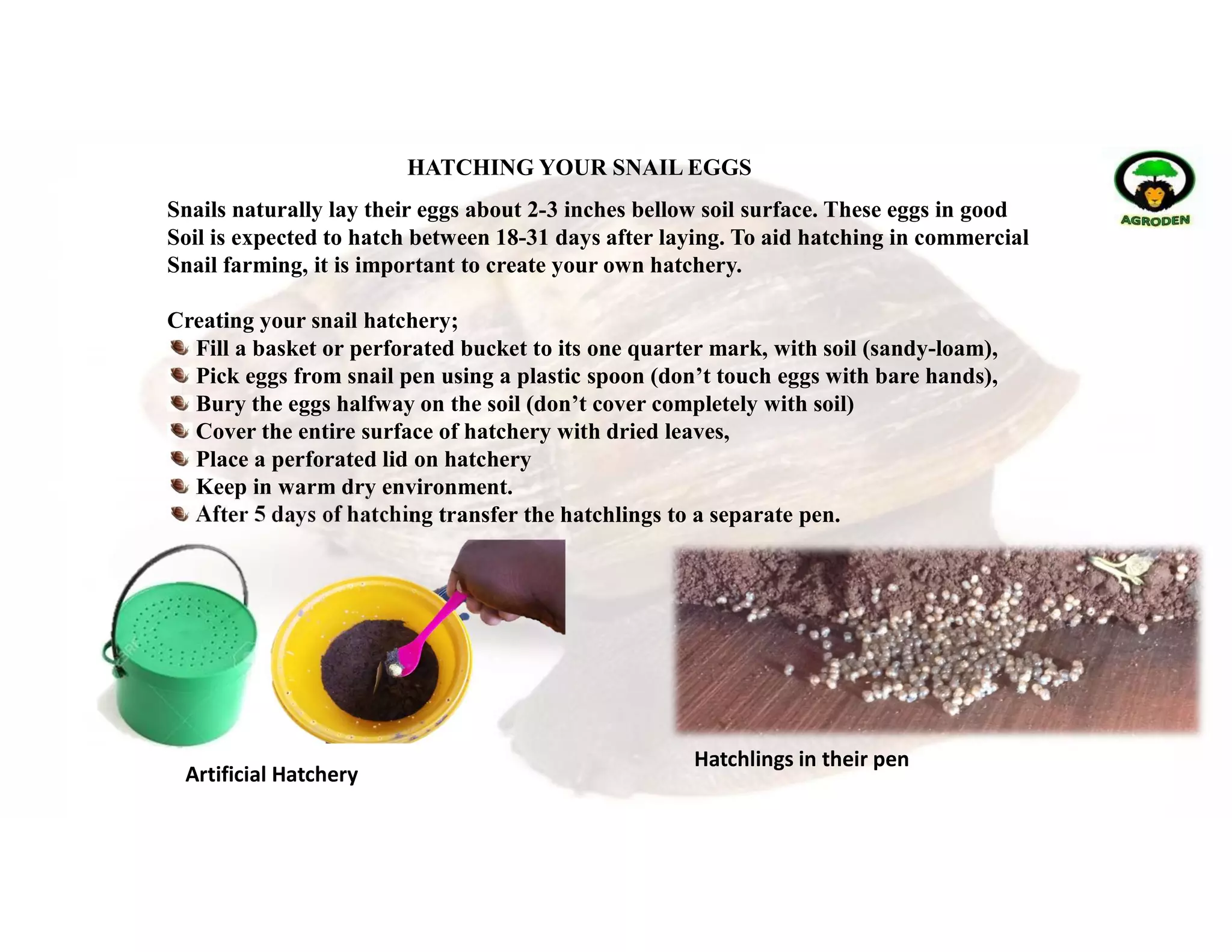 Practical guide to snail farming | PDF