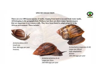 Practical guide to snail farming | PDF