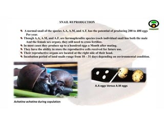 Practical guide to snail farming | PDF