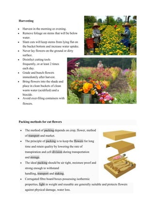 PRACTICAL MANUALOF PRODUCTION TECHNOLOGY OF FLOWERS, MEDICINAL ...