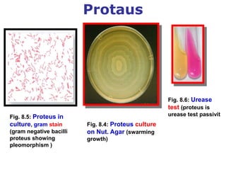 Practical micro | PPTX
