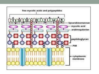 Practical microbiology 5 | PPTX