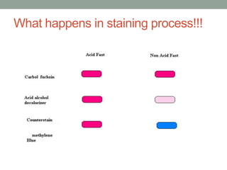 Practical microbiology 5 | PPT