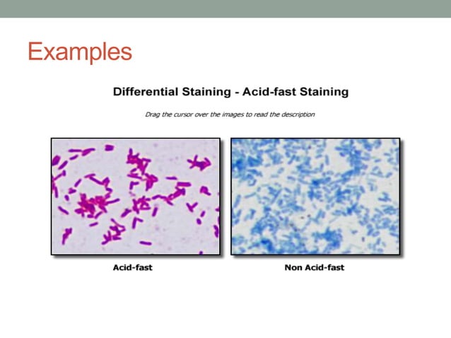 Practical microbiology 5 | PPTX