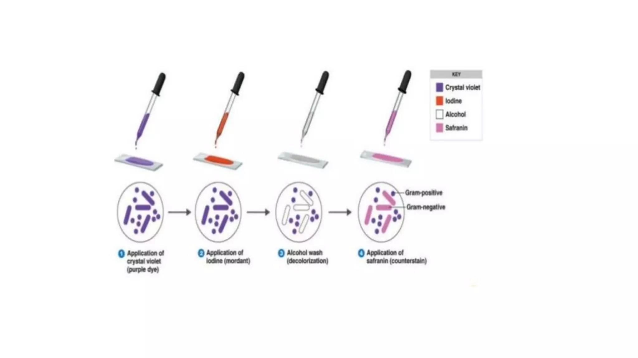Practical microbiology and staining and examination of slides | PDF ...