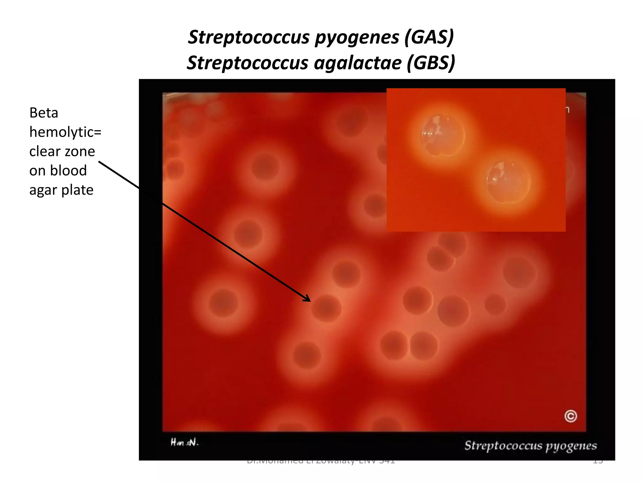 Practical microbiology Gram positive cocci | PDF