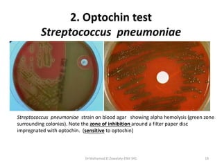 Practical microbiology Gram positive cocci | PPT