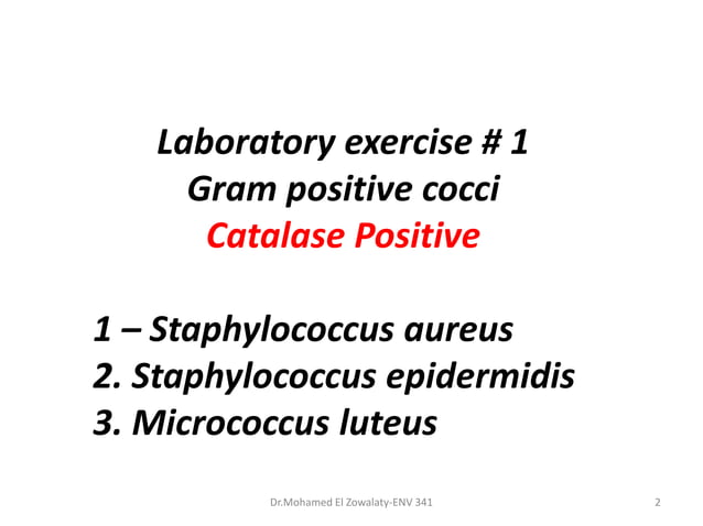 Practical microbiology Gram positive cocci | PDF