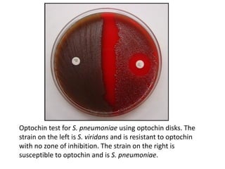 Practical microbiology Gram positive cocci | PDF
