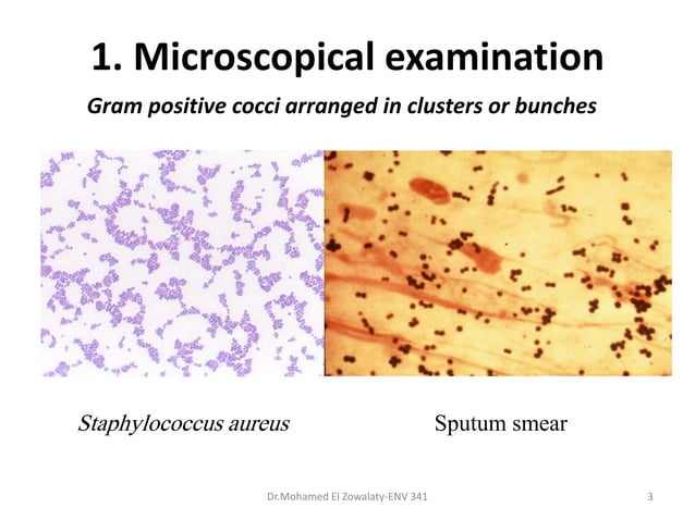 Practical microbiology Gram positive cocci | PDF