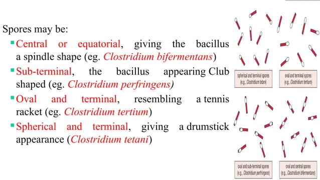 practical micro Lab5 presentation .pptx